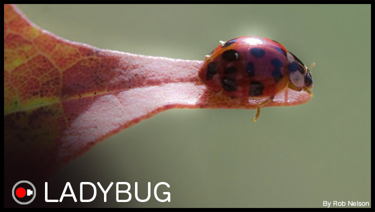 Seven-Spot Ladybug - Untamed Science