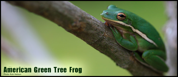 American Green Tree Frog - Untamed Science