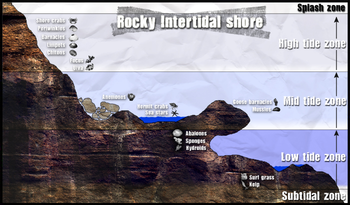 Intertidal Zone: Videos, Info and Lessons from Untamed Science