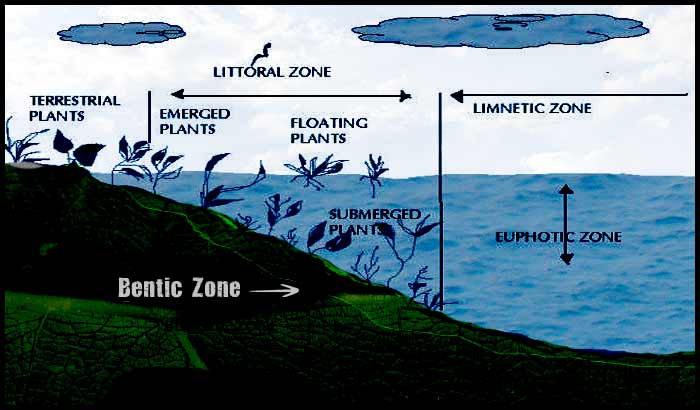 What Are The Different Zones In Lake Ecosystem - Design Talk