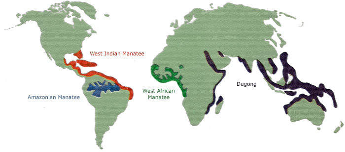 Sirenia - Untamed Science