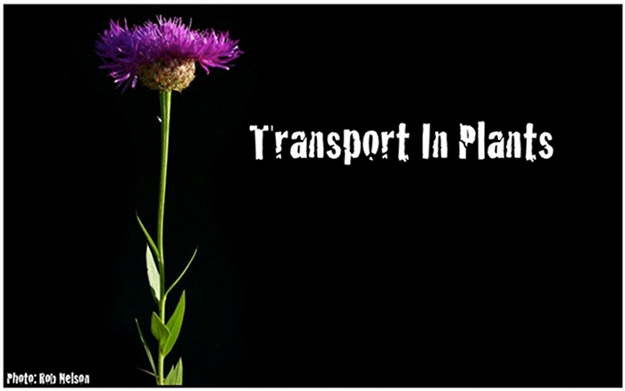 Transport in Plants - Untamed Science