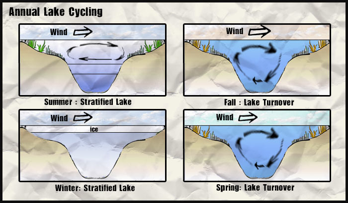 Lakes and Ponds Biome - Untamed Science