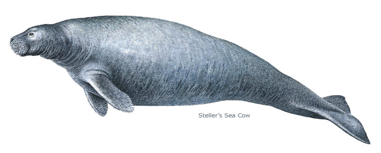 Sirenia - Untamed Science