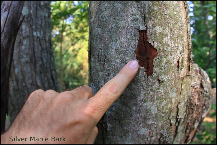 Silver Maple - Untamed Science