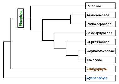 Pinophyta - Untamed Science