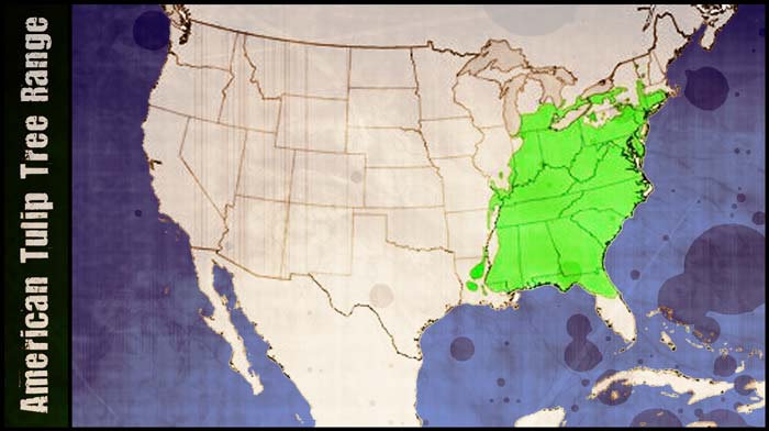 American Tulip Tree - Untamed Science