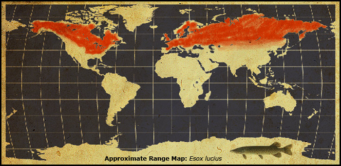 Northern Pike - Untamed Science