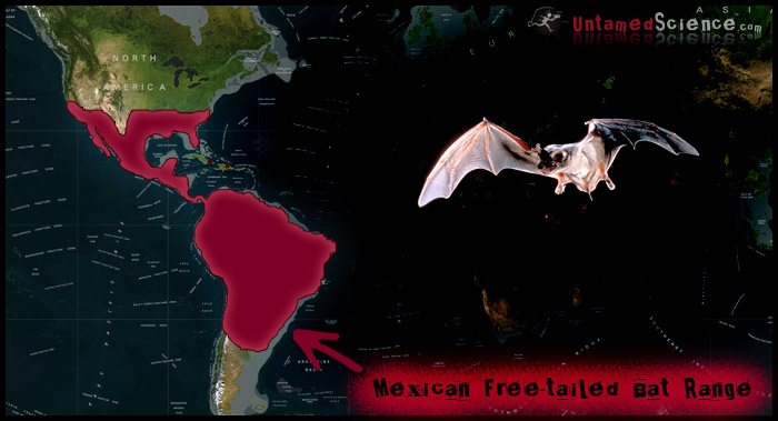 Mexican Free-tailed Bat - Untamed Science