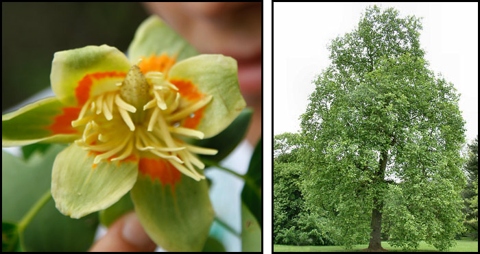 American Tulip Tree - Untamed Science