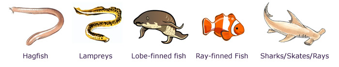 Fish Archives - Untamed Science