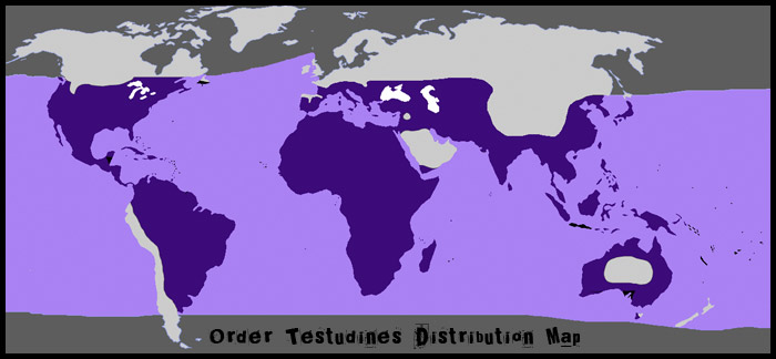 Testudines - Untamed Science