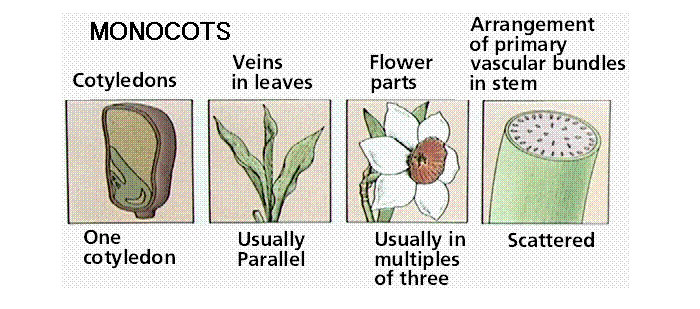 Monocots - Untamed Science