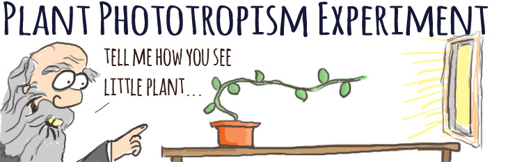 Phototropism Experiment - How Plants "See" Light