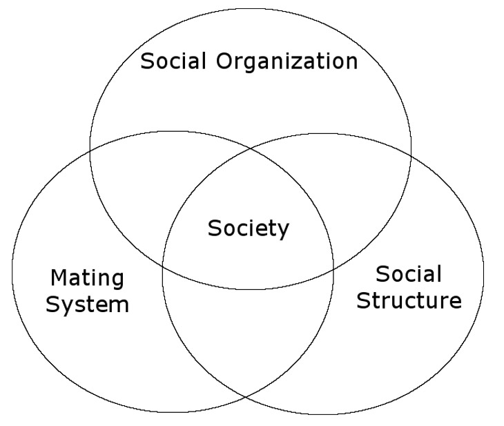 Primates - Untamed Science