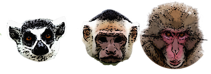 Primates - Untamed Science