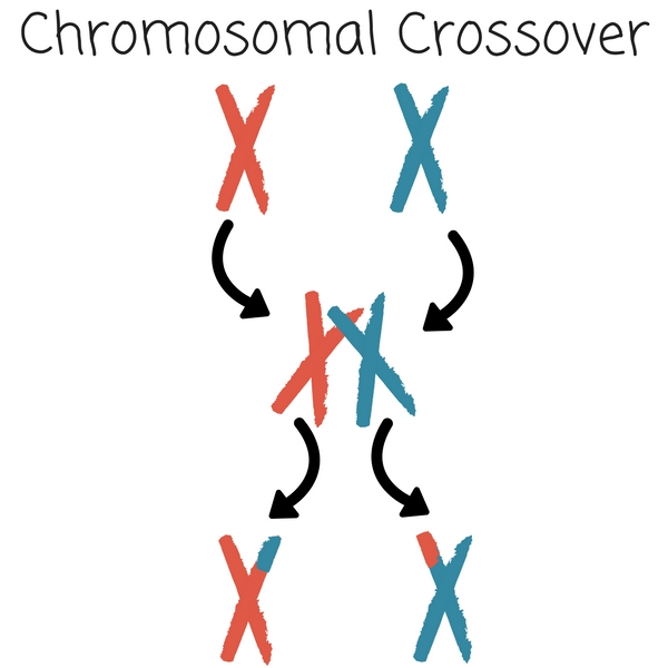 Chromosome Genetics - Untamed Science