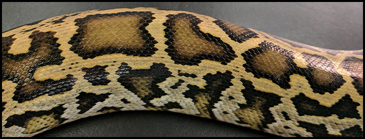 Burmese Python - Behind the Science of this Giant Snake